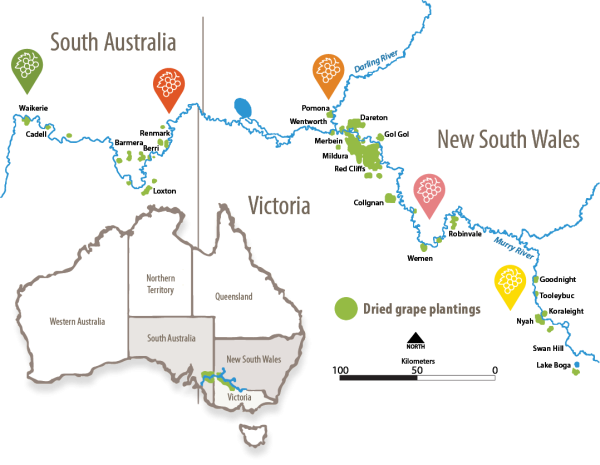 Growing - Australian sultanas