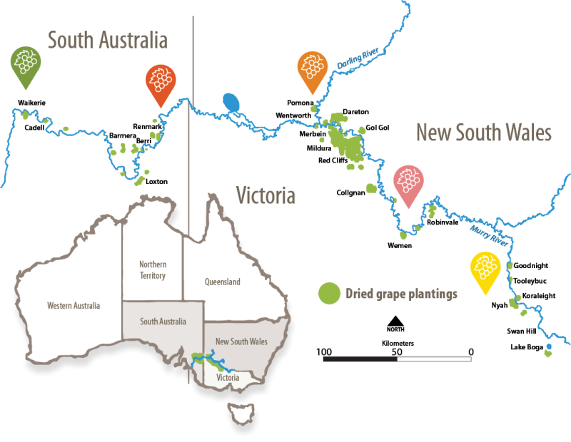 Growing - Australian sultanas